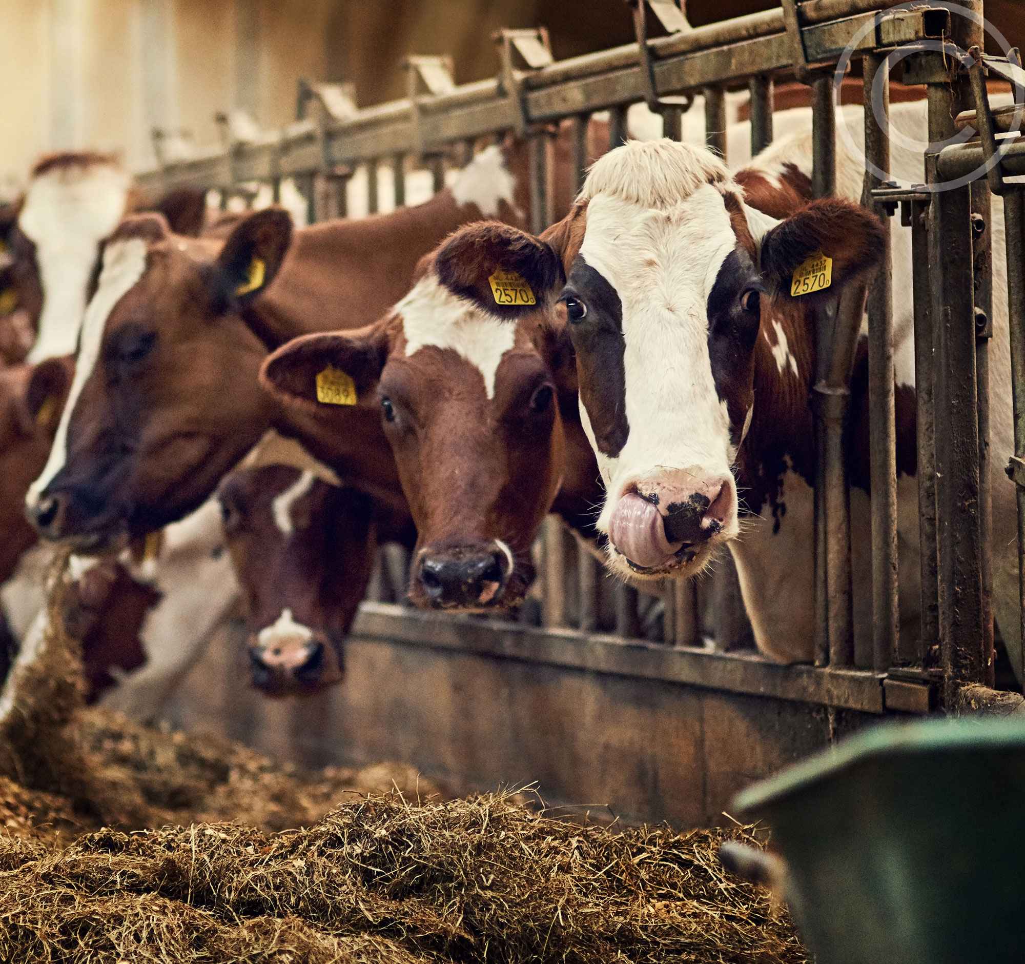 Grass-fed Beef & Raw Milk – Stuckmeyers Farm